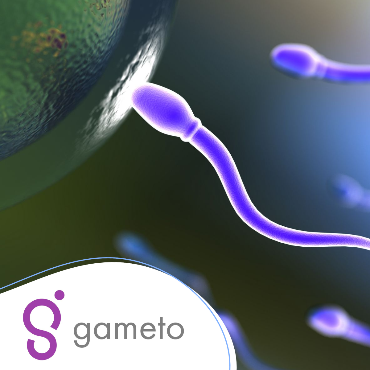 Gameto’s 3-Person Team Runs Global IVF Trials with Castor